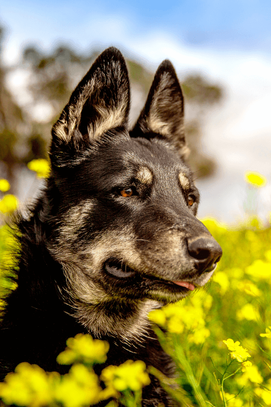 Ayla - Lort Smith Melbourne Animal Hospital