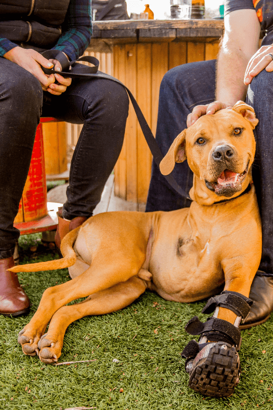 Dozer - Lort Smith Melbourne Animal Hospital