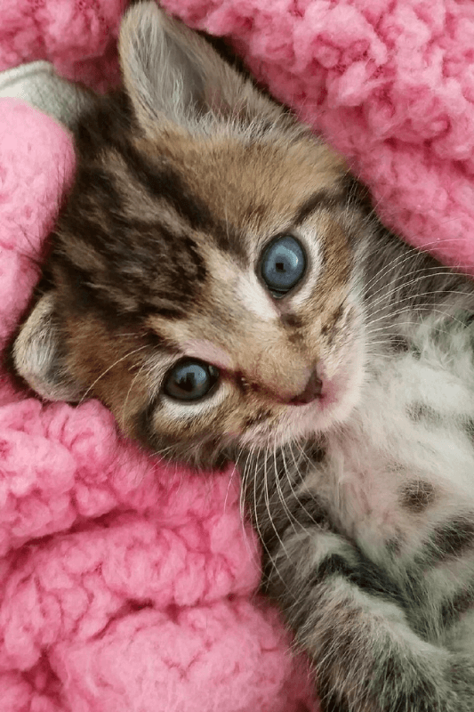 Gizmo - Lort Smith Melbourne Animal Hospital
