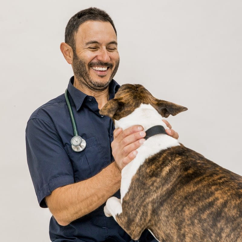 Meet our vets - Lort Smith Animal Hospital