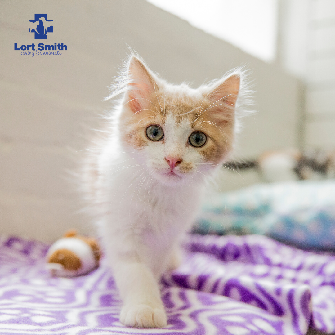 Caring for your cat in quarantine - Lort Smith