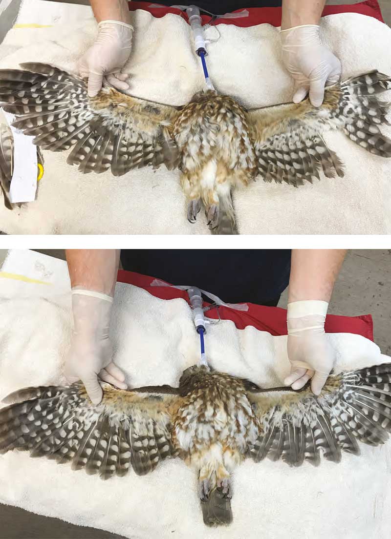 Dr Tristan - Lort Smith Melbourne Animal Hospital