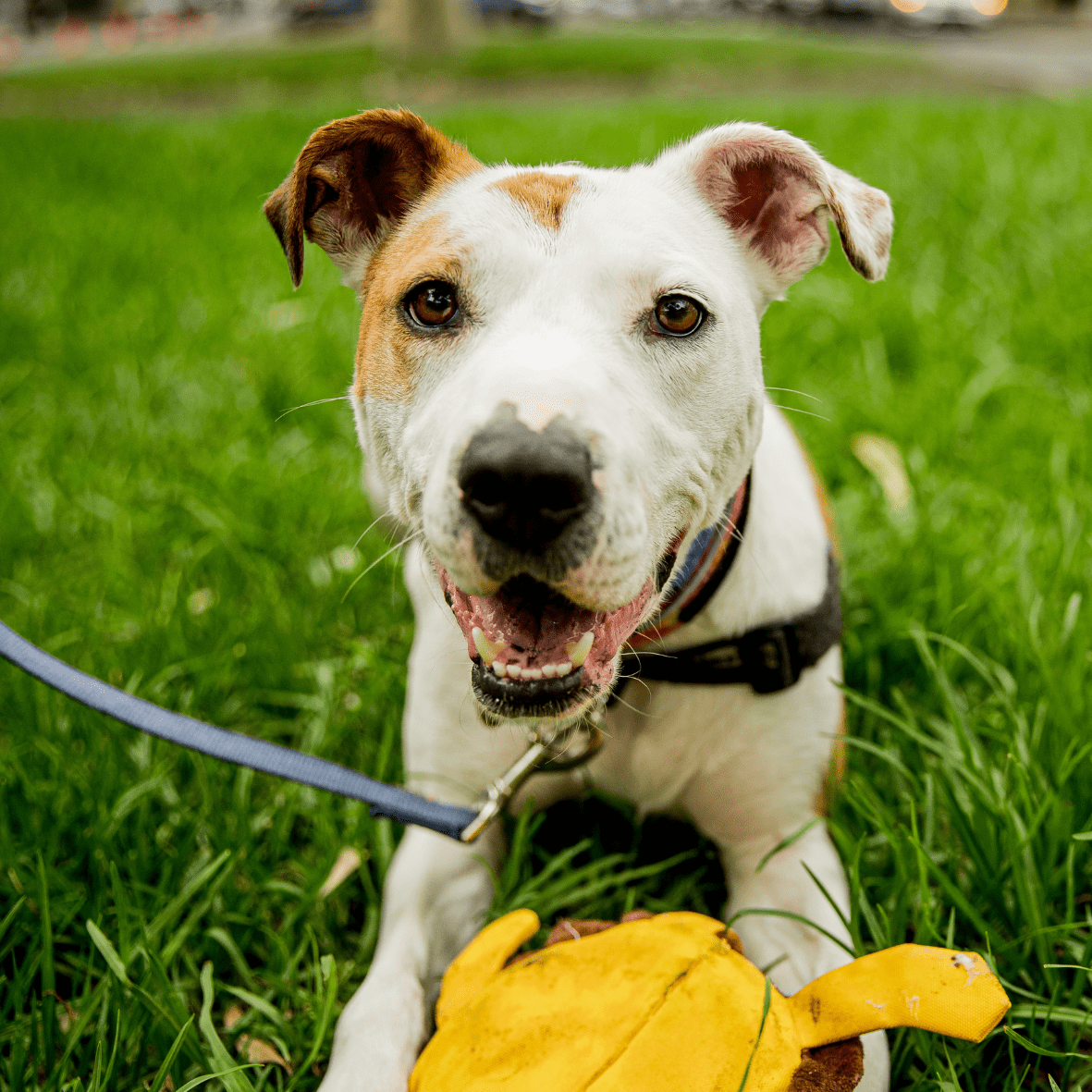 The Spring Companion Newsletter - Lort Smith Melbourne Animal Hospital
