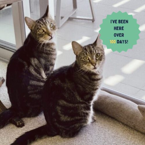 Lort Smith CEO and Board