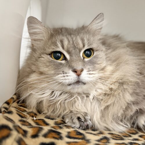 Melbourne Animal Hospital: animal healthcare and adoption services