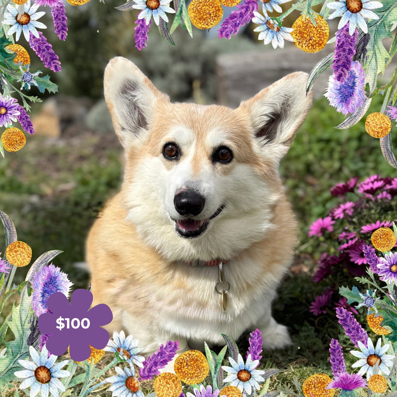 Brie - Lort Smith Animal Hospital