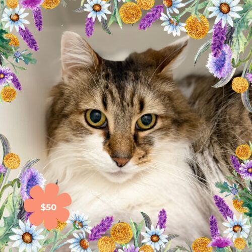 Adopting a pet: dogs and cats looking for a new home