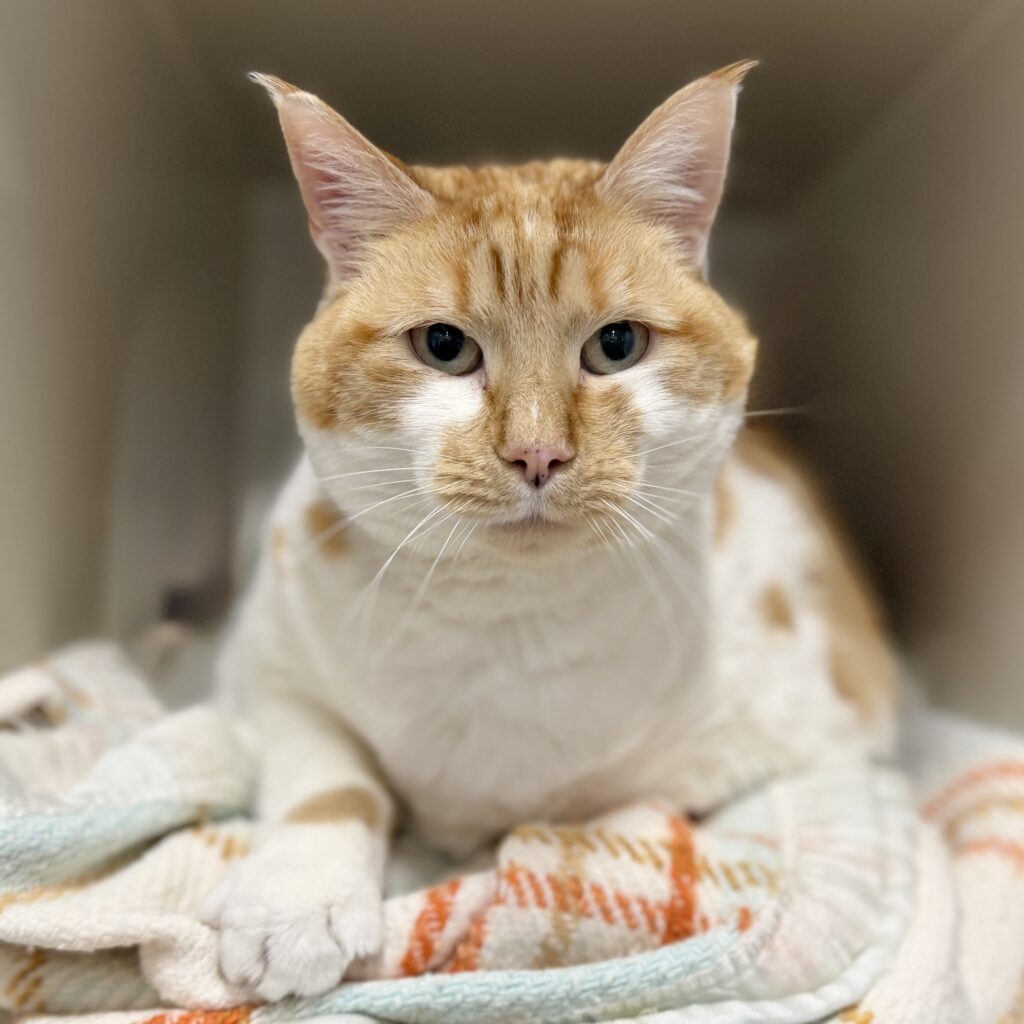 Ciabatta - Lort Smith Animal Hospital