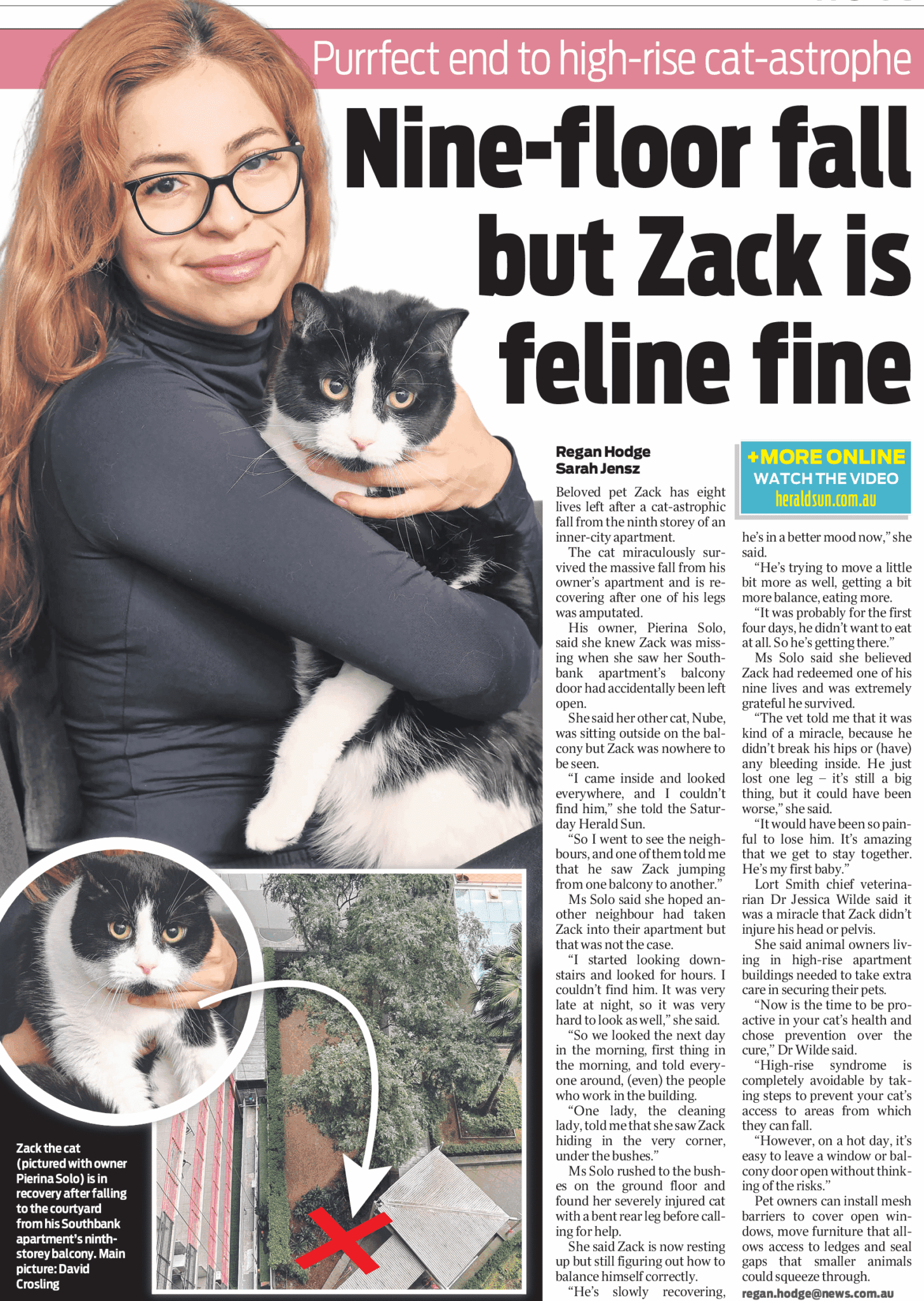 Zack the cat - Herald Sun - Lort Smith Animal Hospital