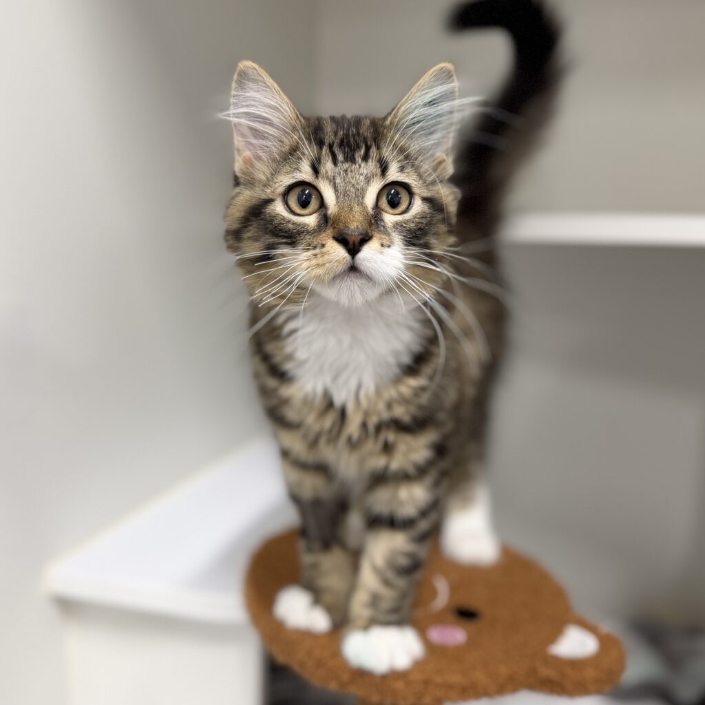 Tony Soprano - Lort Smith Animal Hospital